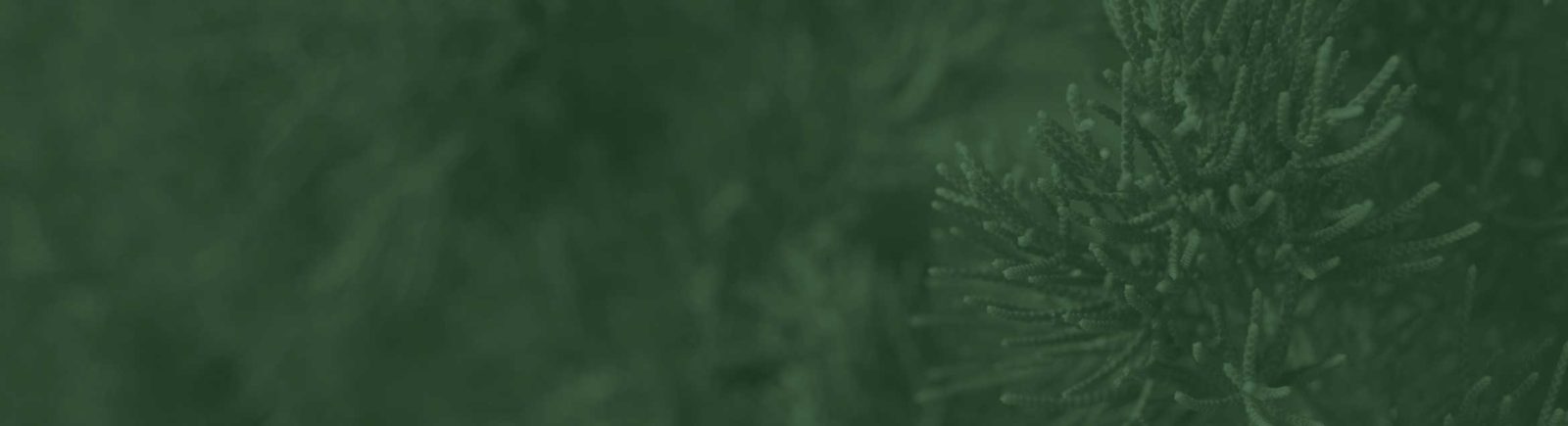 Taconic Capital | Finding Opportunity in Complexity