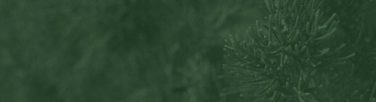 Taconic Capital | Finding Opportunity in Complexity